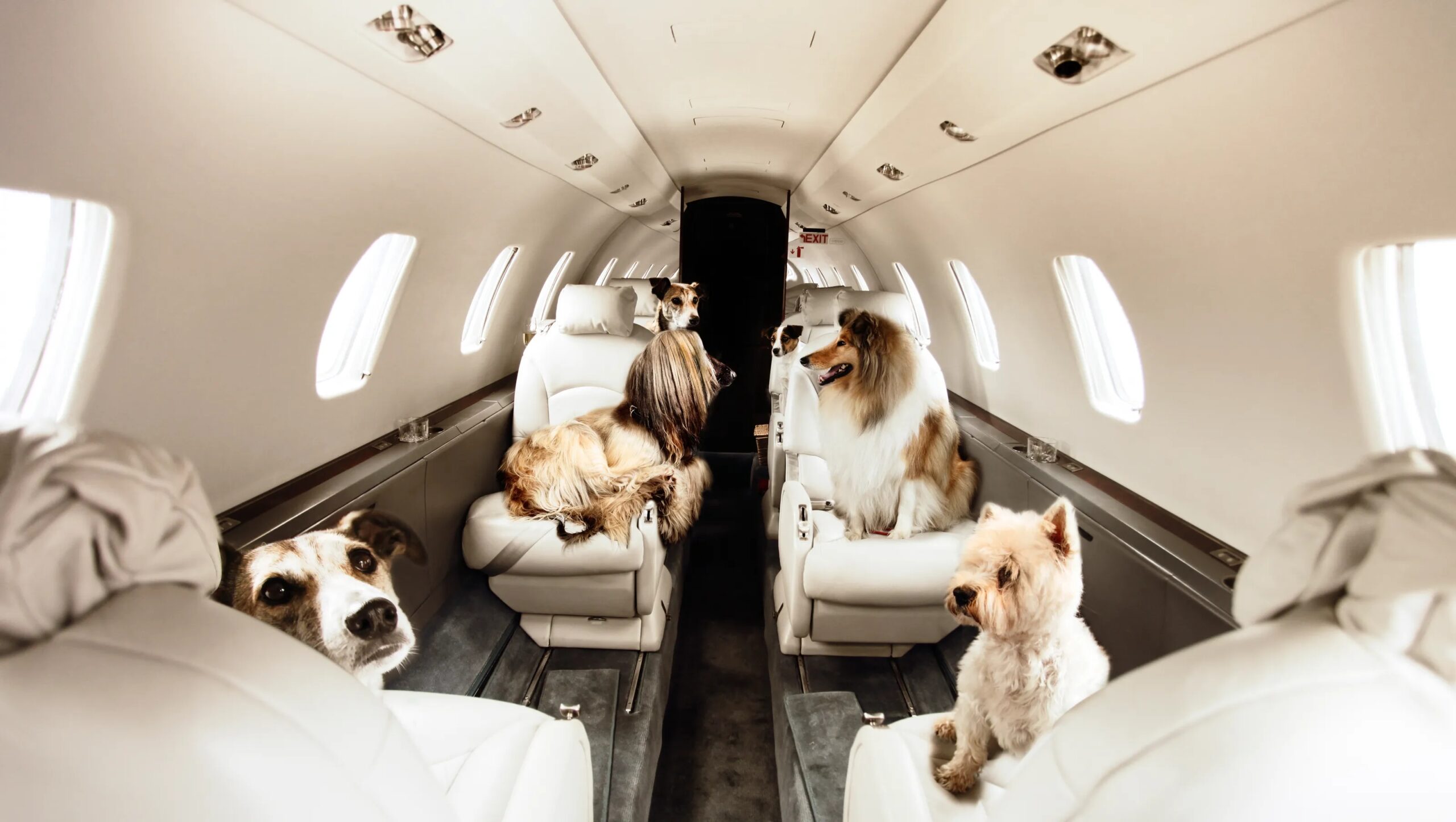 Private Jet Charter Service Victor Offers a “Furs Class” Service ...